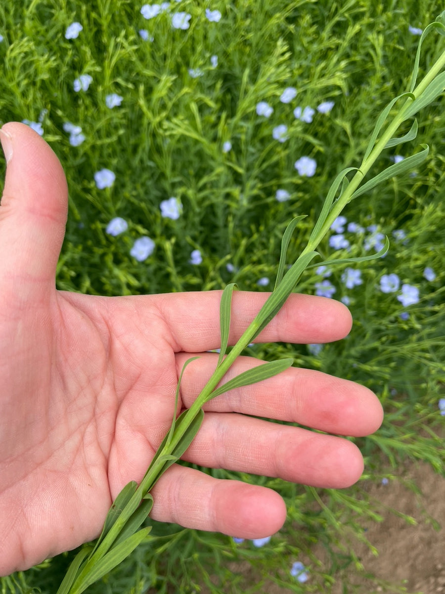 Fibre Flax Seed – Alderley Grange